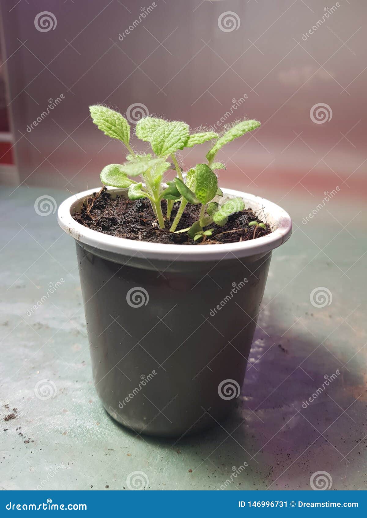 Seedlings - Very Beautiful Seedlings of Sage in a Pot Stock Image ...
