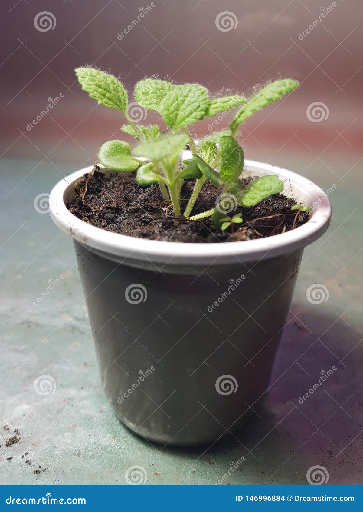 Seedlings - Very Beautiful Seedlings of Sage in a Pot Stock Photo ...