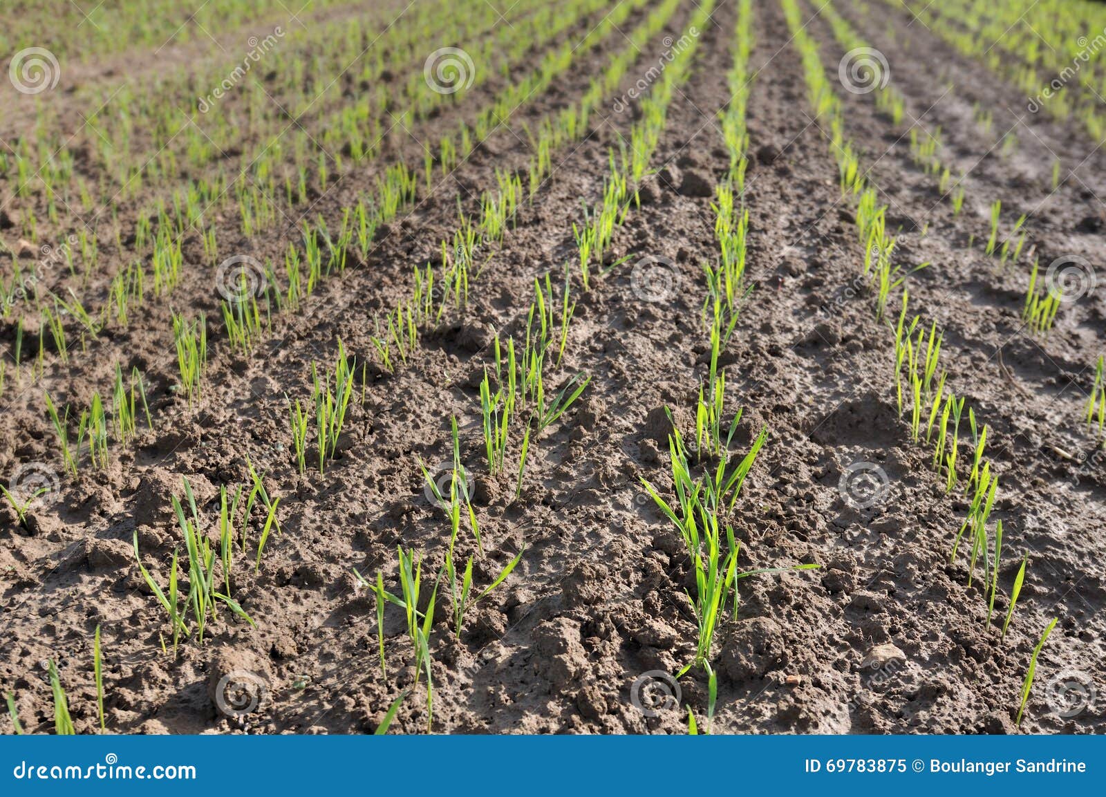 Seedlings of wheat stock image. Image of closeup, cereal - 69783875