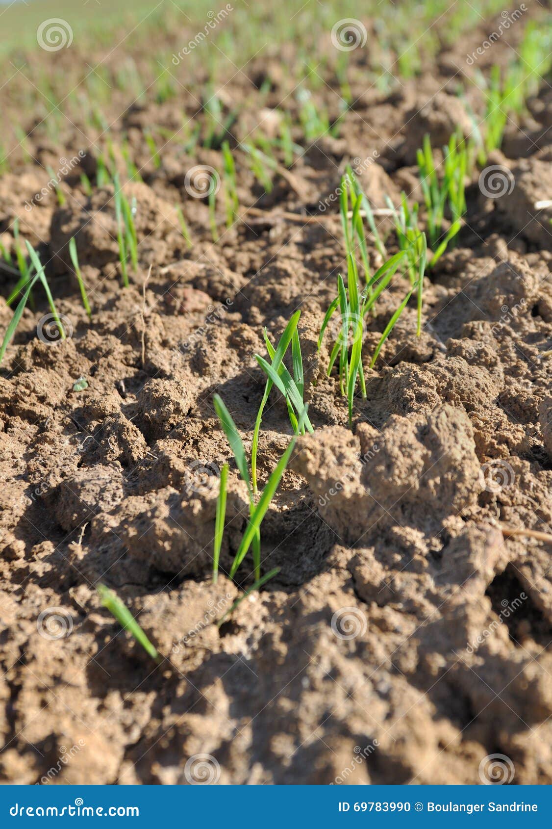 Seedlings of wheat stock photo. Image of farm, closeup - 69783990