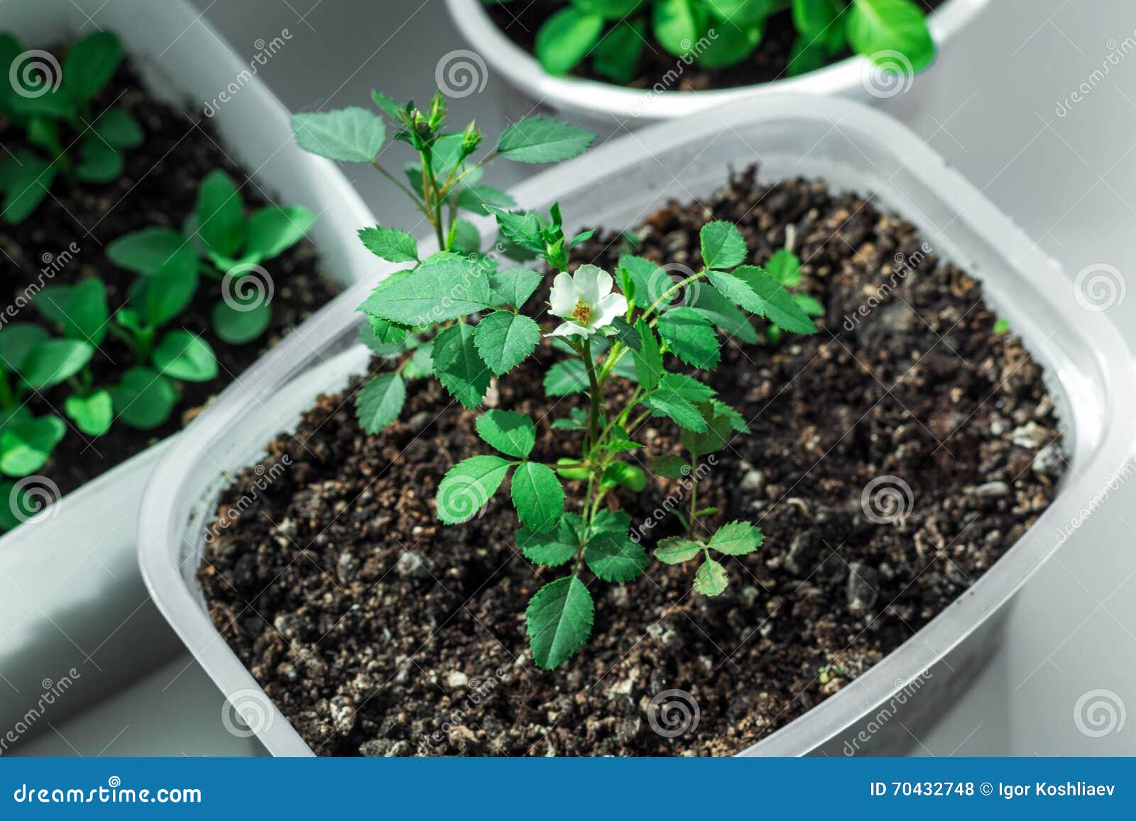 Seedlings White Roses in a Pot Stock Photo - Image of seedling ...