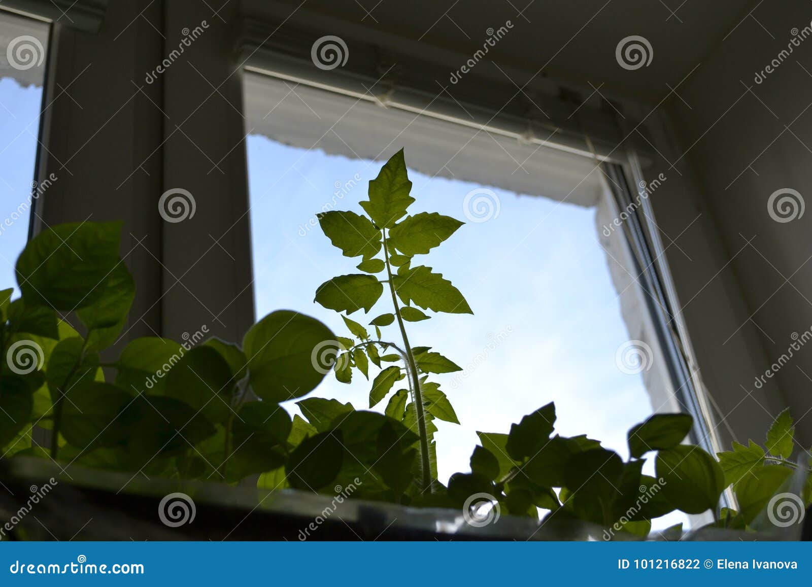 Seedlings on the window stock photo. Image of vintage - 101216822