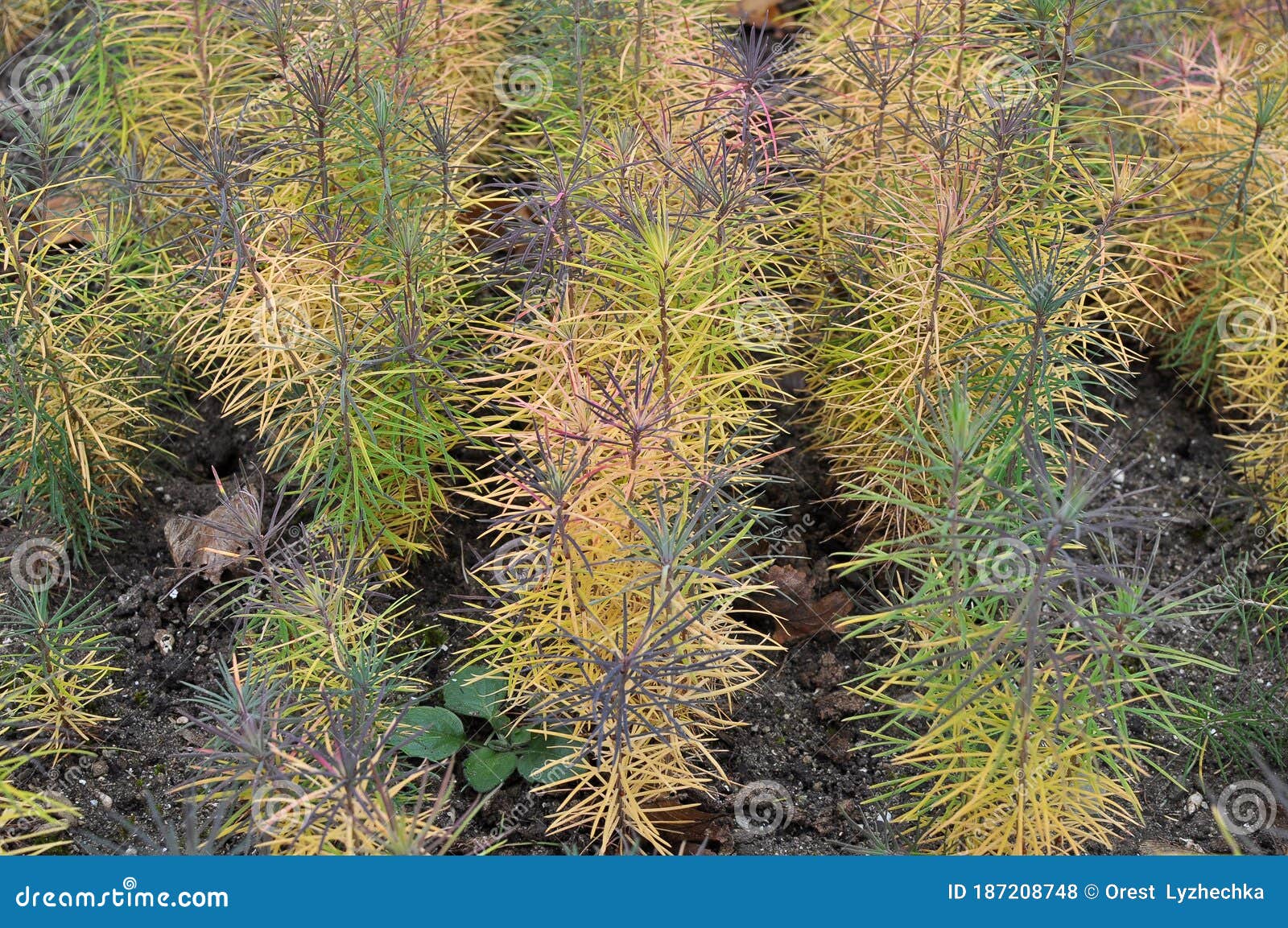 Seedlings of Young Coniferous Trees Larch Stock Photo - Image of nature ...