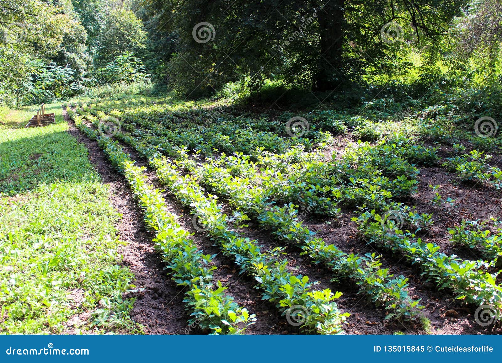 Seedlings of Young Oak Trees in Forestry Stock Image - Image of arboret ...