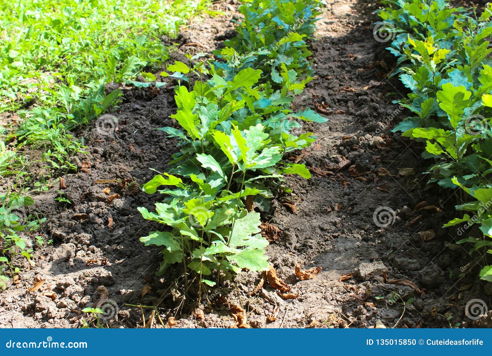 Seedlings of Young Oak Trees in Forestry Stock Photo - Image of growth ...