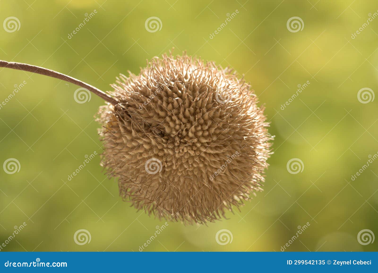 Seedpod of the American Sycamore Tree Stock Image - Image of closeup ...