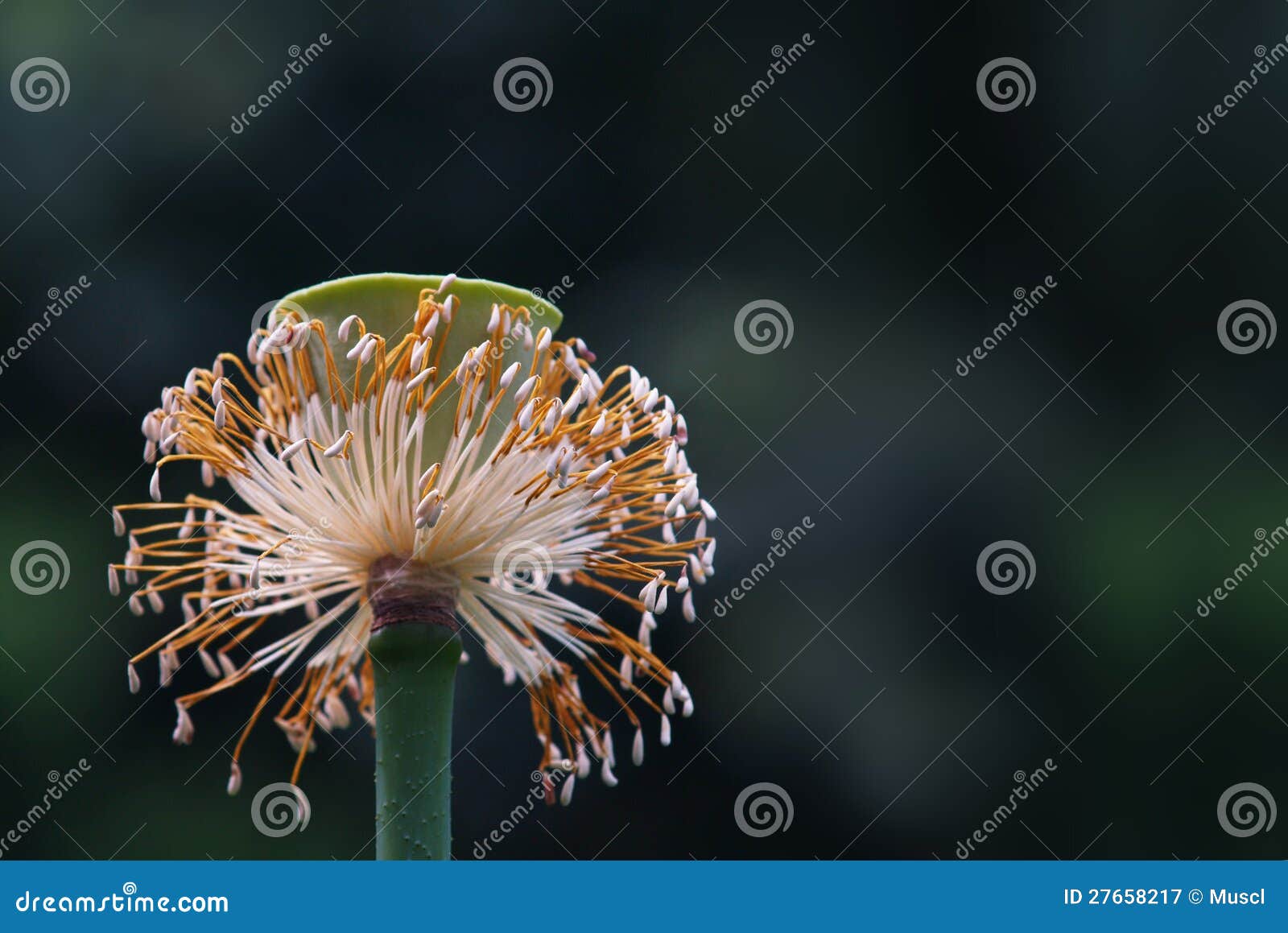 Seedpod of the lotus stock image. Image of petal, stigma - 27658217
