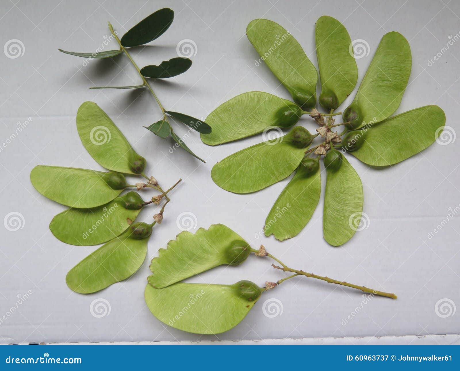Seedpods of the Tipu Tree stock image. Image of botanical - 60963737