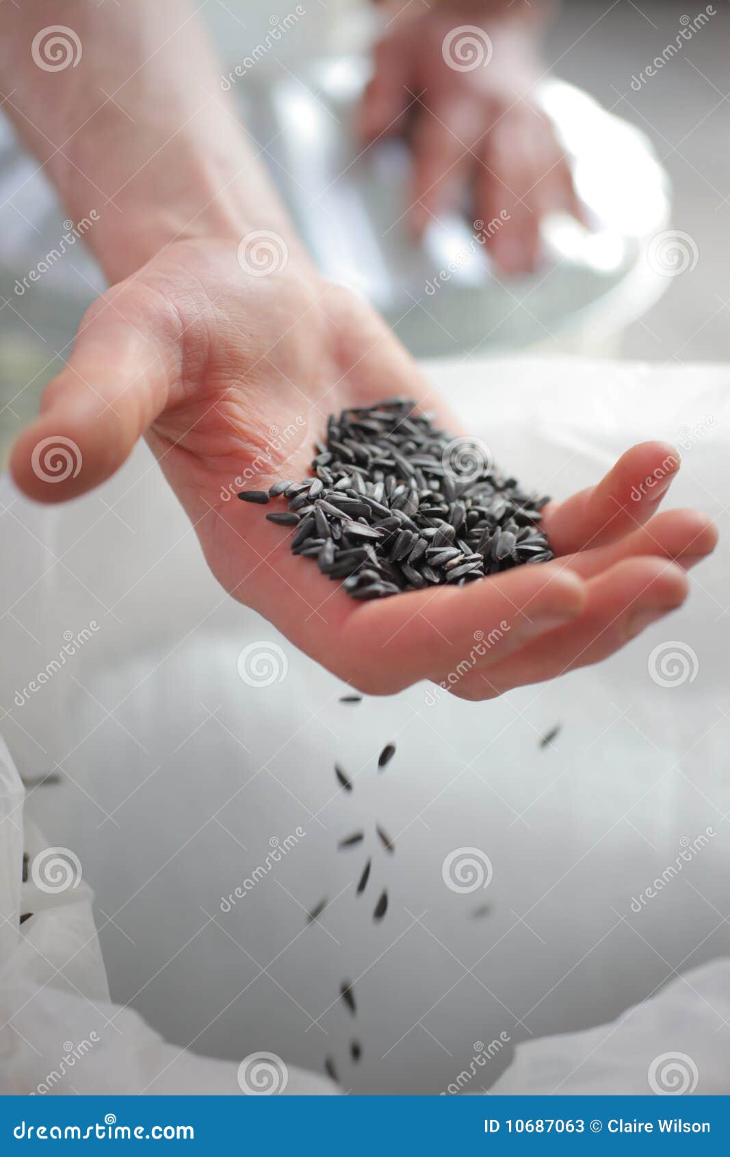 Seeds stock image. Image of agriculture, sprouting, fingers - 10687063