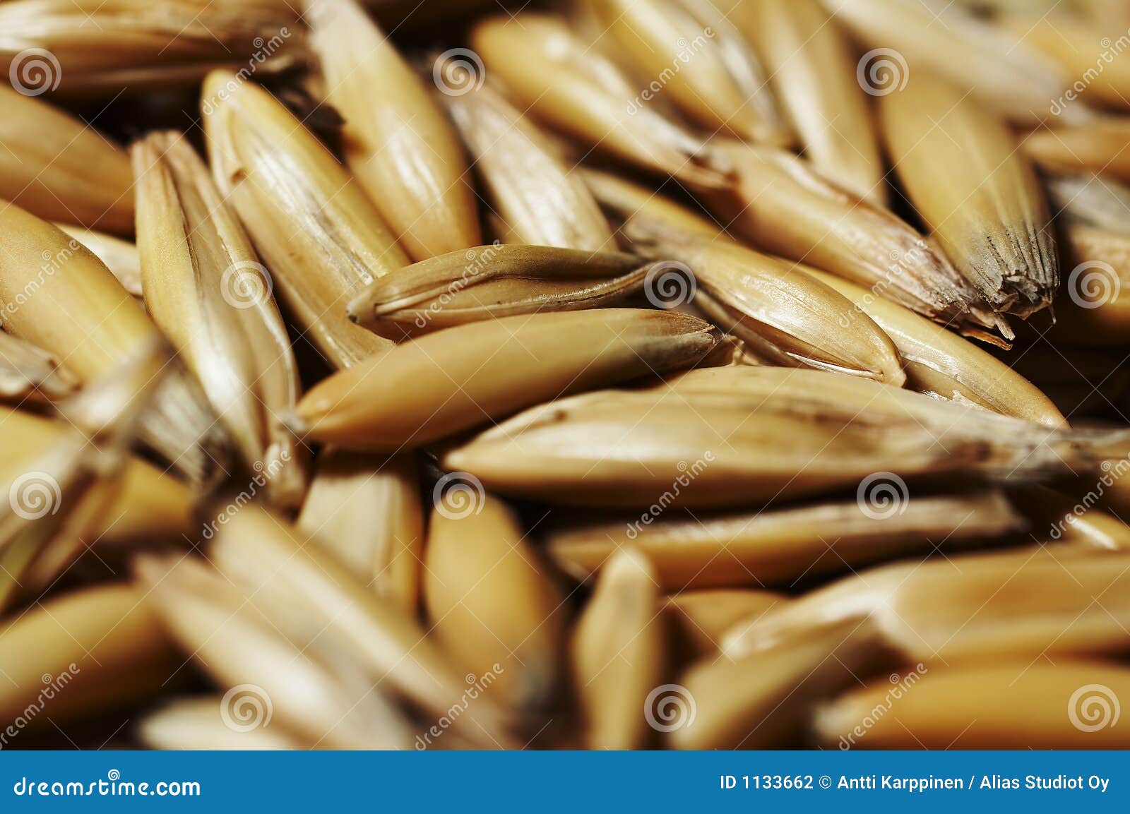 Seeds stock photo. Image of kernel, close, agriculture - 1133662
