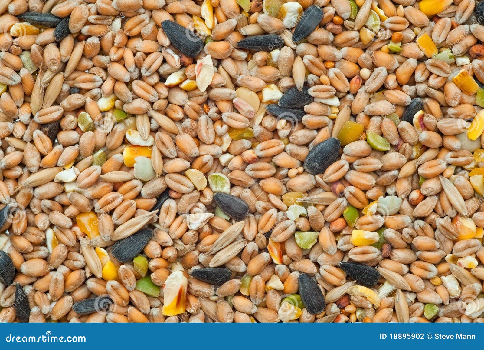 Seeds stock photo. Image of corn, seeds, feed, grain - 18895902