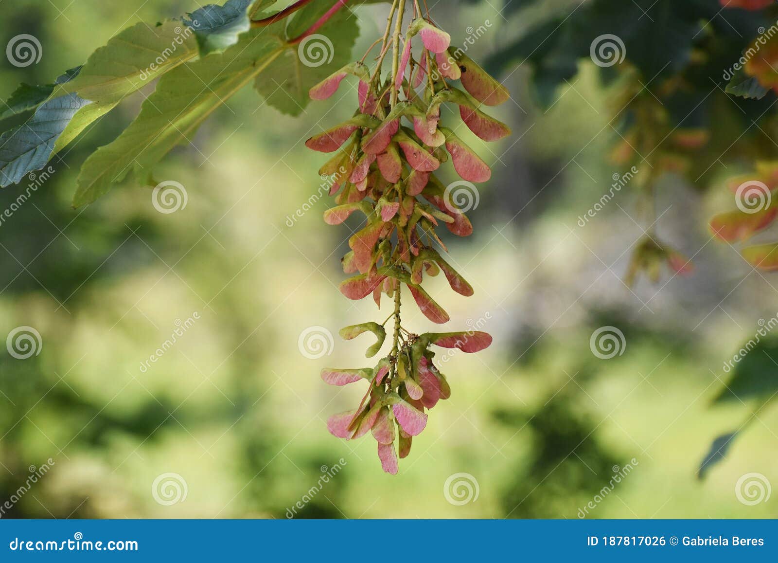 Seeds of Acer Pseudoplatanus Tree. Stock Photo - Image of fruits, acer ...