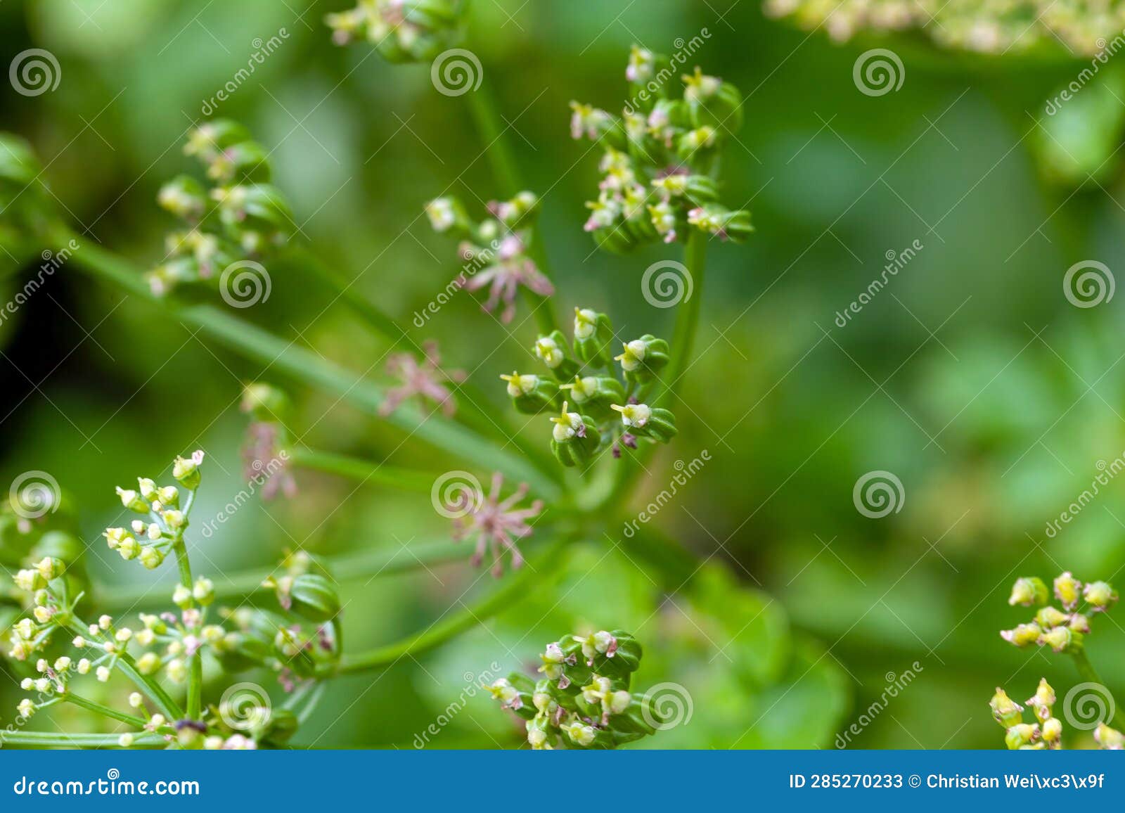 Seeds of an Alexander Plant, Smyrnium Olusatrum Stock Image - Image of ...