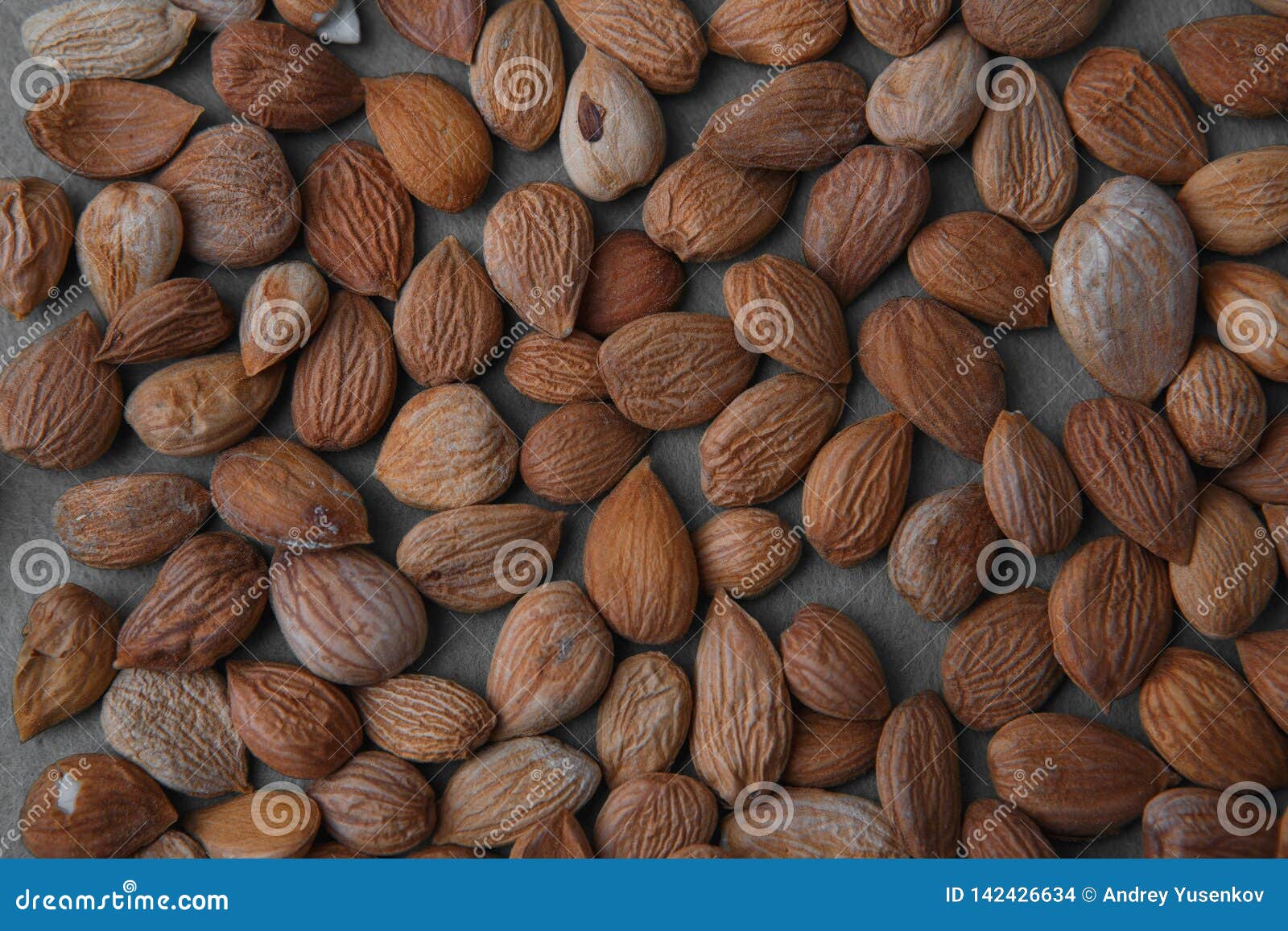 The seeds of apricot stock photo. Image of nutrition - 142426634