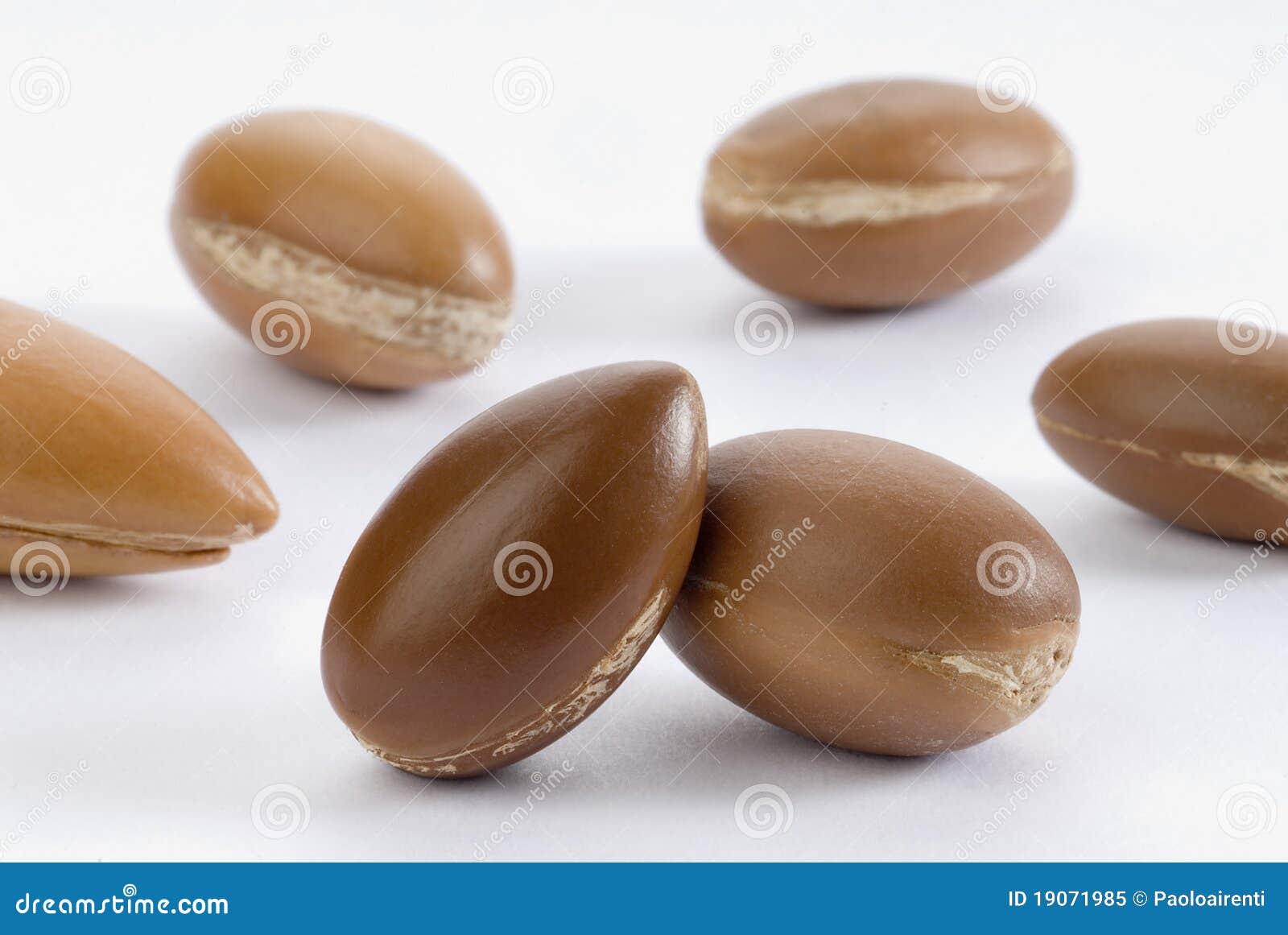Seeds of argan stock image. Image of care, plant, morocco - 19071985