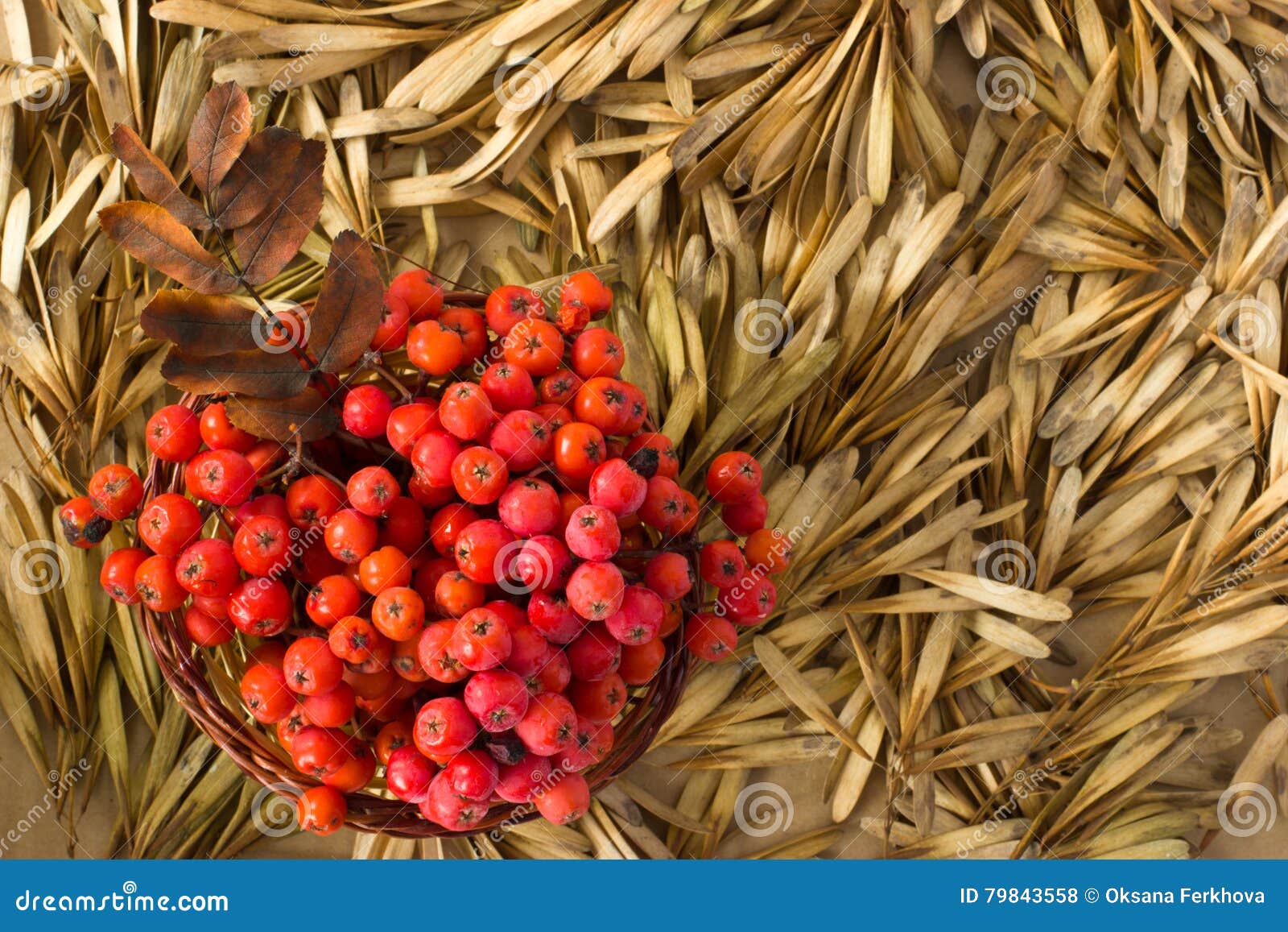 Seeds of Ash and Rowan Branch on the Plane. Stock Photo - Image of ...