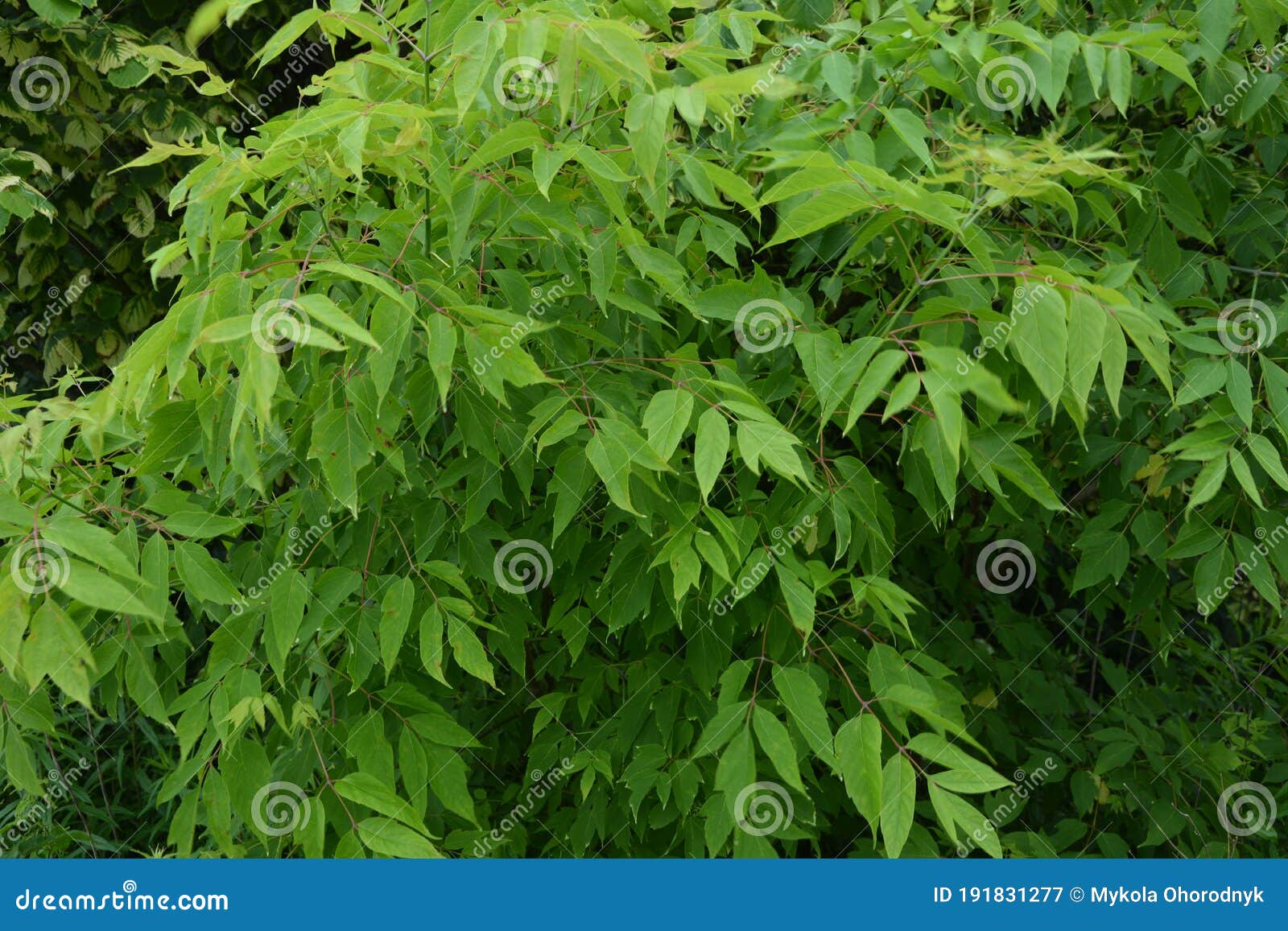 Seeds of Ashleaf Maple, Acer Negundo,maple Ash Twig with Green Leaves ...