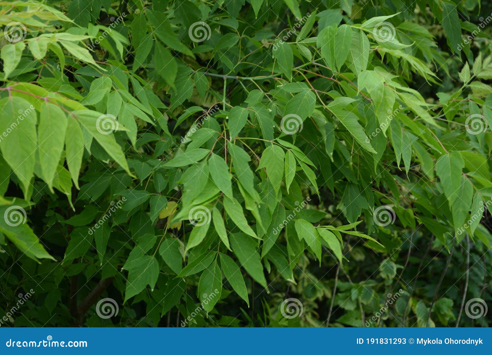 Seeds of Ashleaf Maple, Acer Negundo,maple Ash Twig with Green Leaves ...