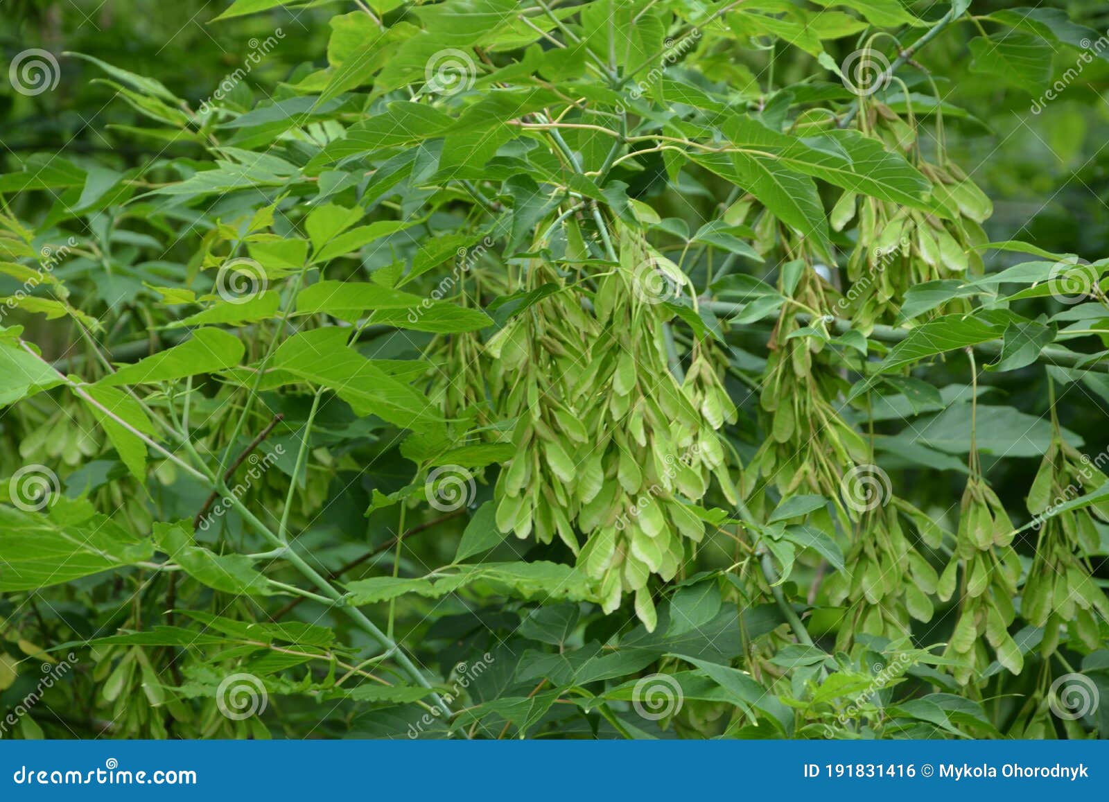 Seeds of Ashleaf Maple, Acer Negundo,maple Ash Twig with Green Leaves ...