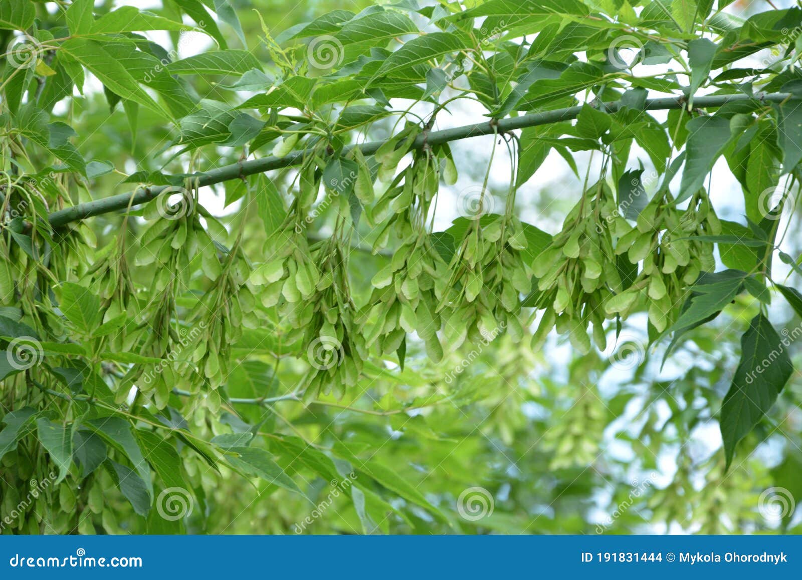 Seeds of Ashleaf Maple, Acer Negundo,maple Ash Twig with Green Leaves ...