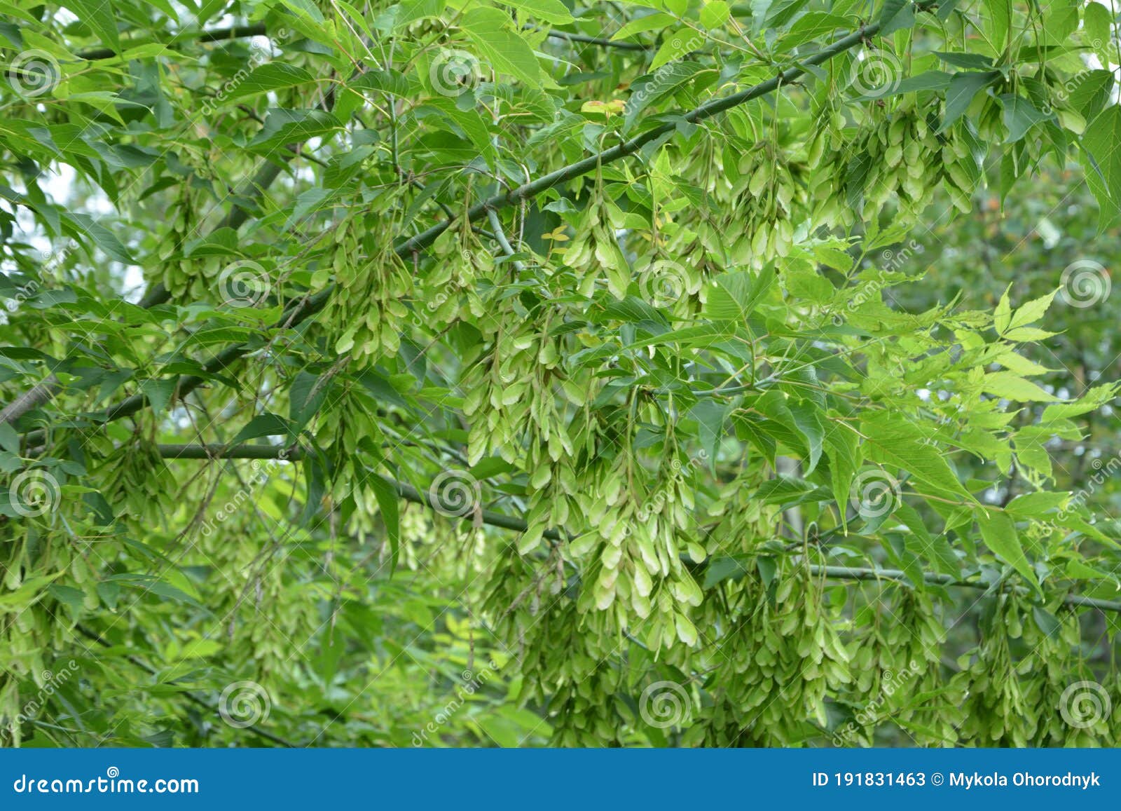 Seeds of Ashleaf Maple, Acer Negundo,maple Ash Twig with Green Leaves ...