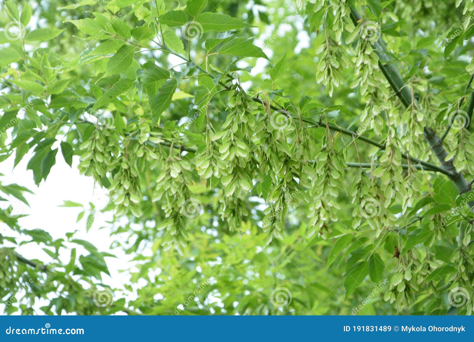 Seeds of Ashleaf Maple, Acer Negundo,maple Ash Twig with Green Leaves ...