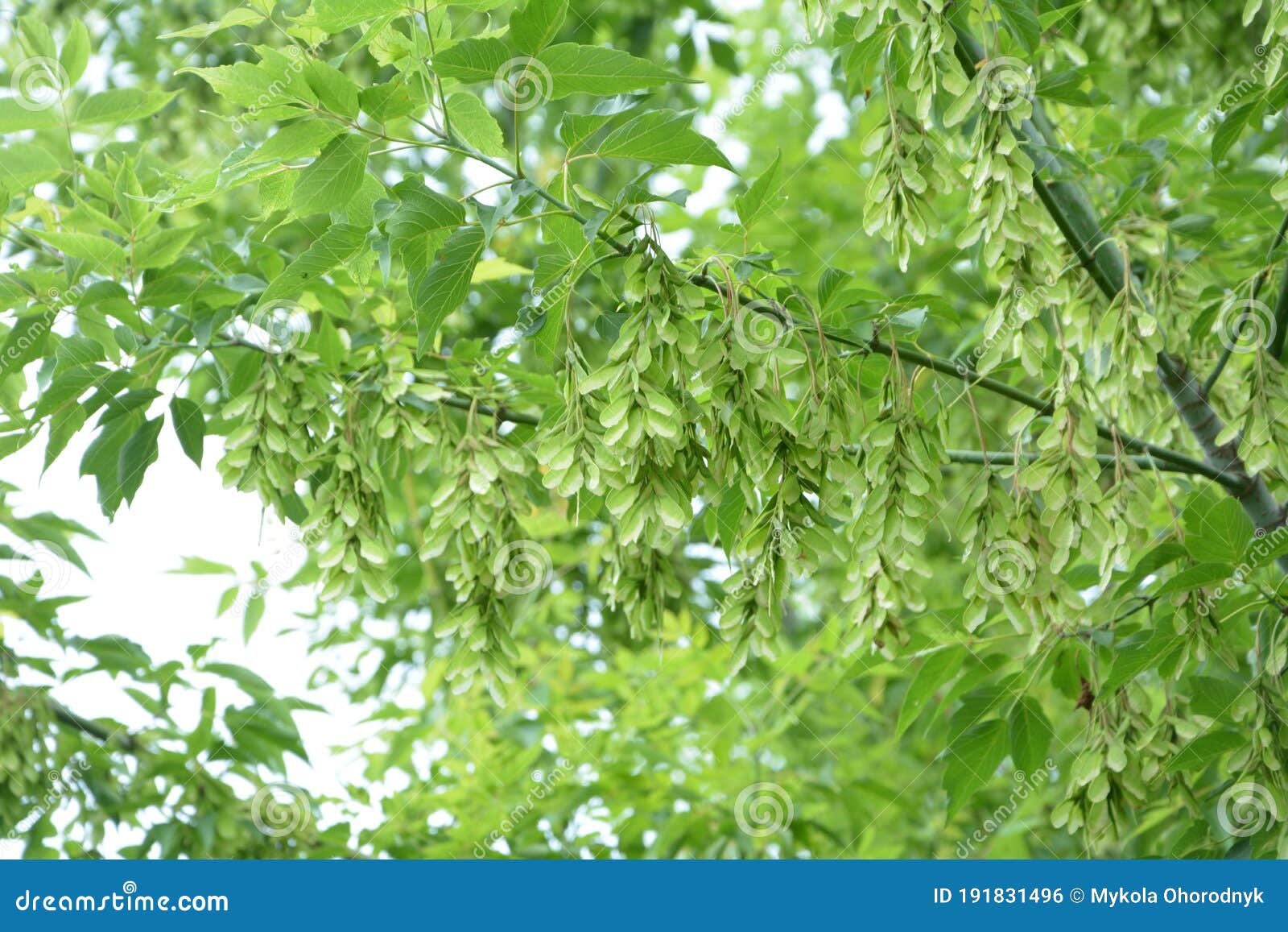 Seeds of Ashleaf Maple, Acer Negundo,maple Ash Twig with Green Leaves ...