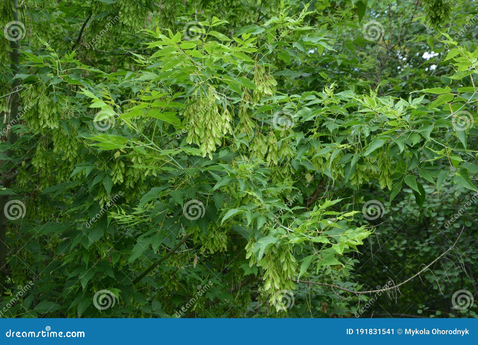Seeds of Ashleaf Maple, Acer Negundo,maple Ash Twig with Green Leaves ...