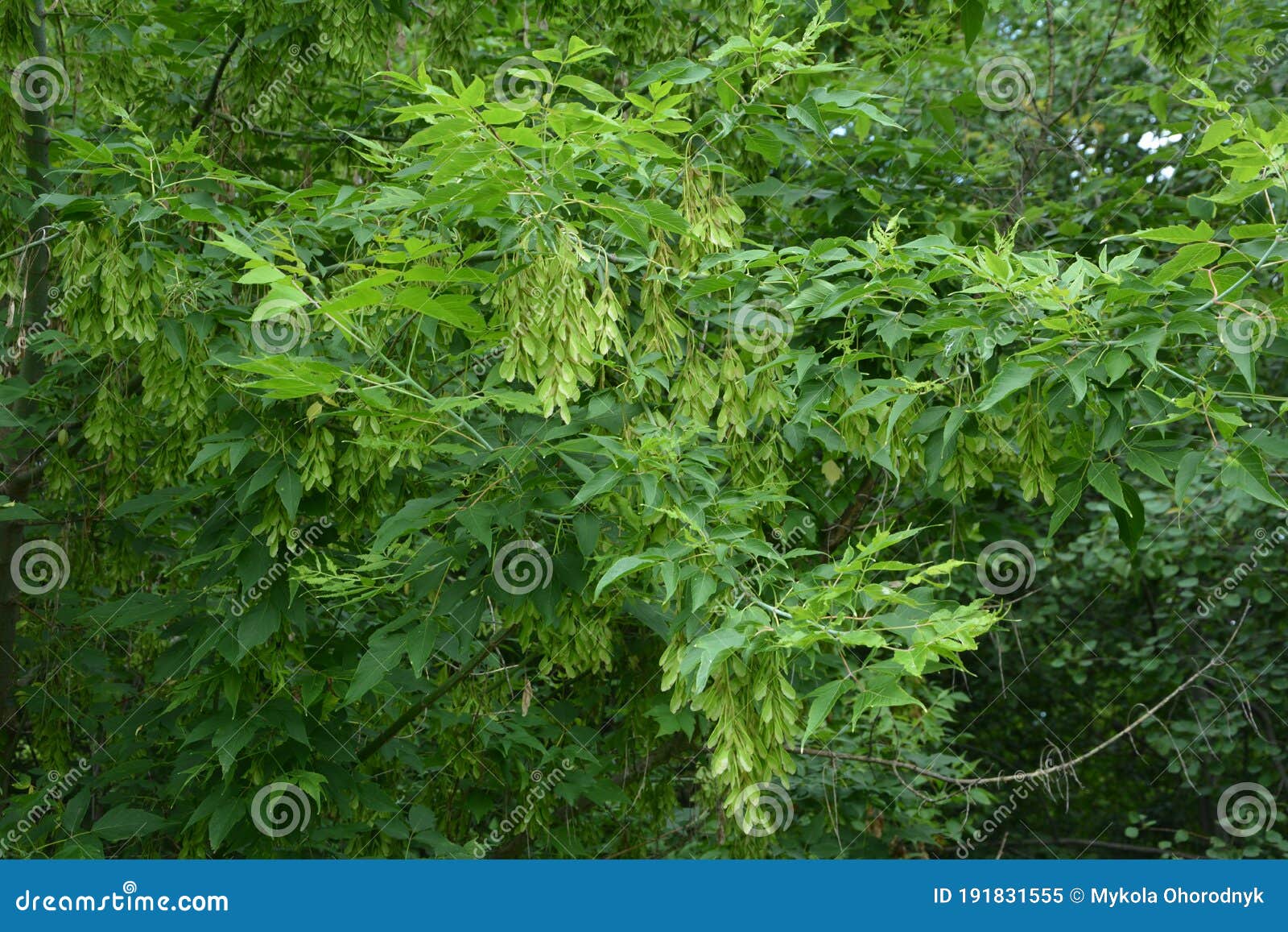 Seeds of Ashleaf Maple, Acer Negundo,maple Ash Twig with Green Leaves ...