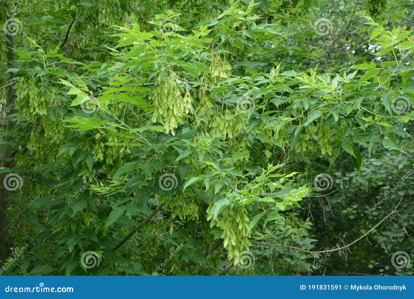 Seeds of Ashleaf Maple, Acer Negundo,maple Ash Twig with Green Leaves ...