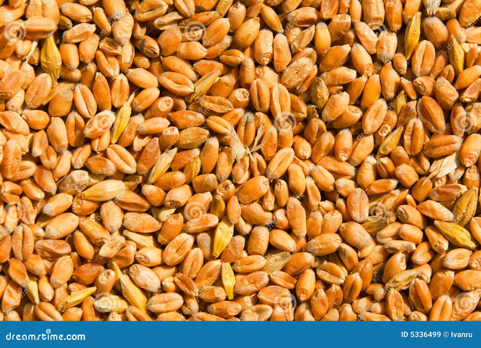 Seeds background stock image. Image of crop, brown, harvest - 5336499