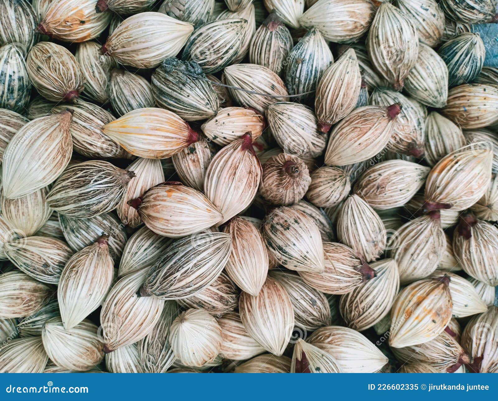 Seeds of betel nut stock image. Image of betel, cuisine - 226602335