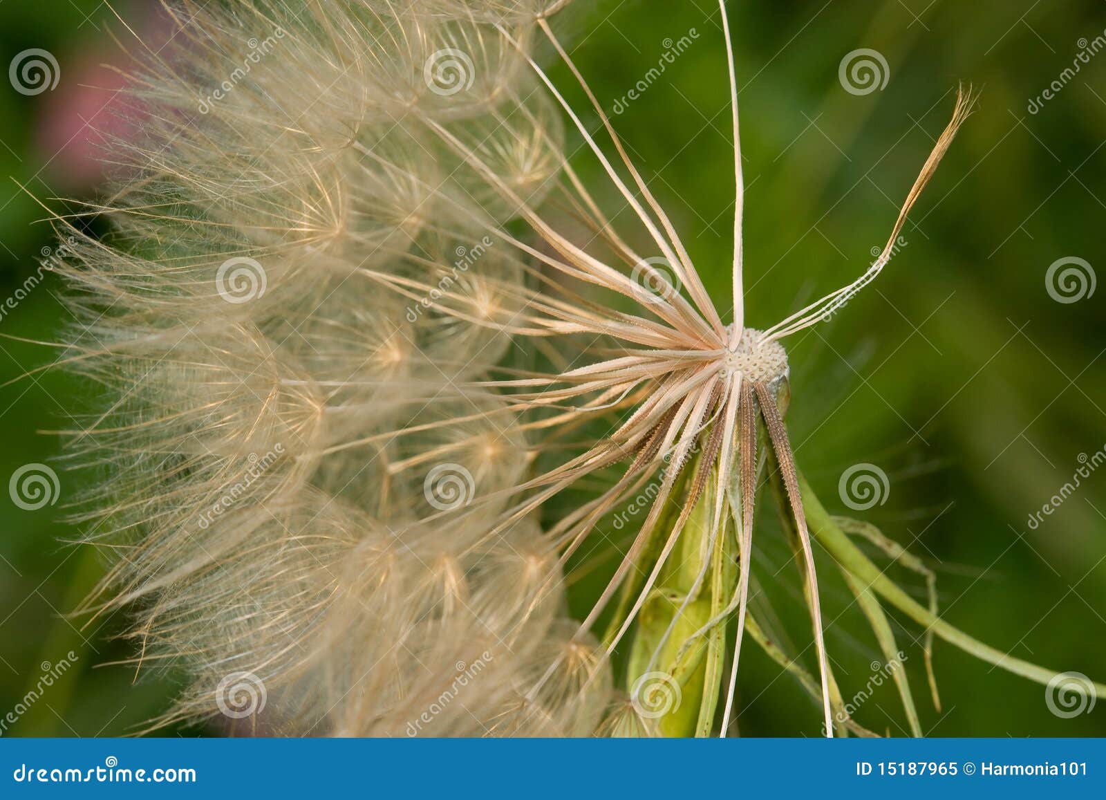 Seeds blowing in the wind stock image. Image of stem - 15187965