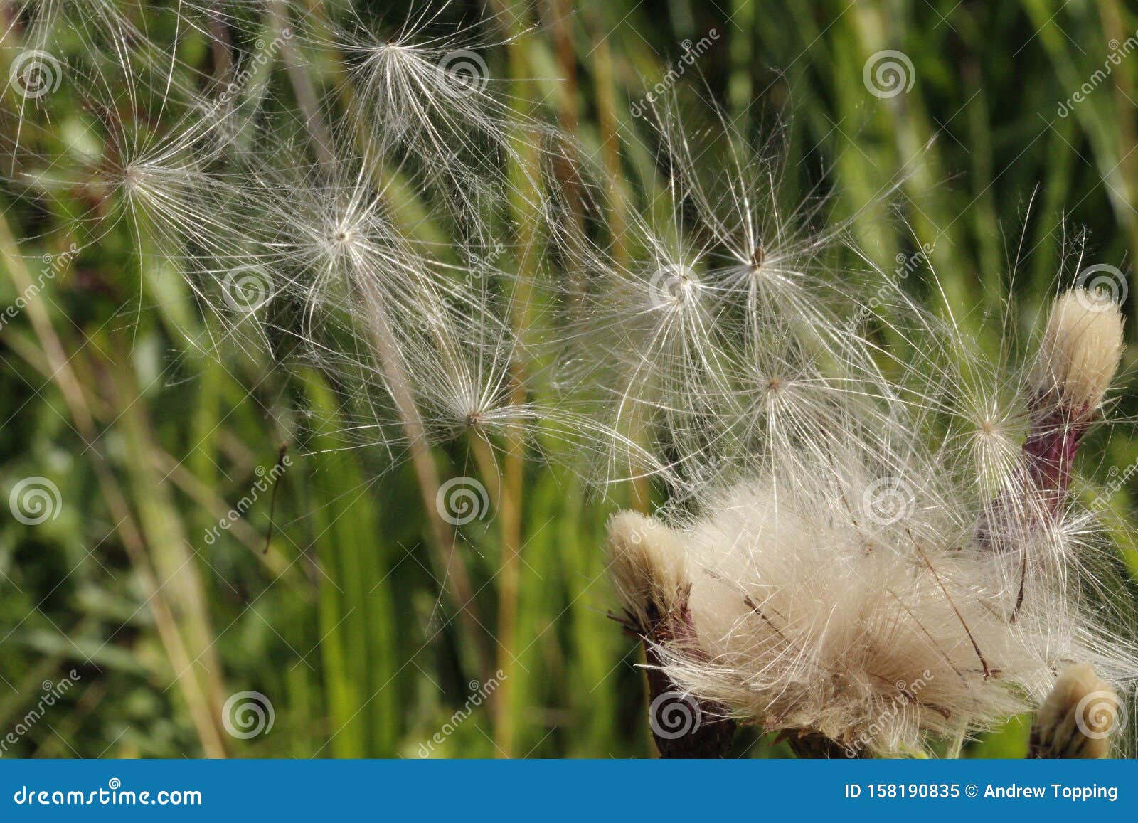 Thistle down stock image. Image of wind, seeds, thistle - 158190835