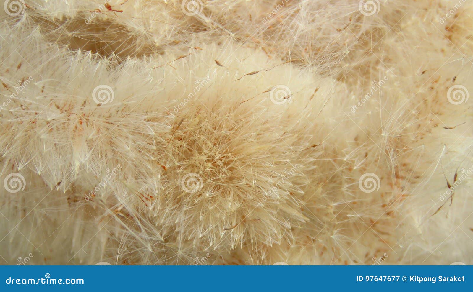 Seeds Blown by the Wind / Shooting. Stock Image - Image of fluffy ...