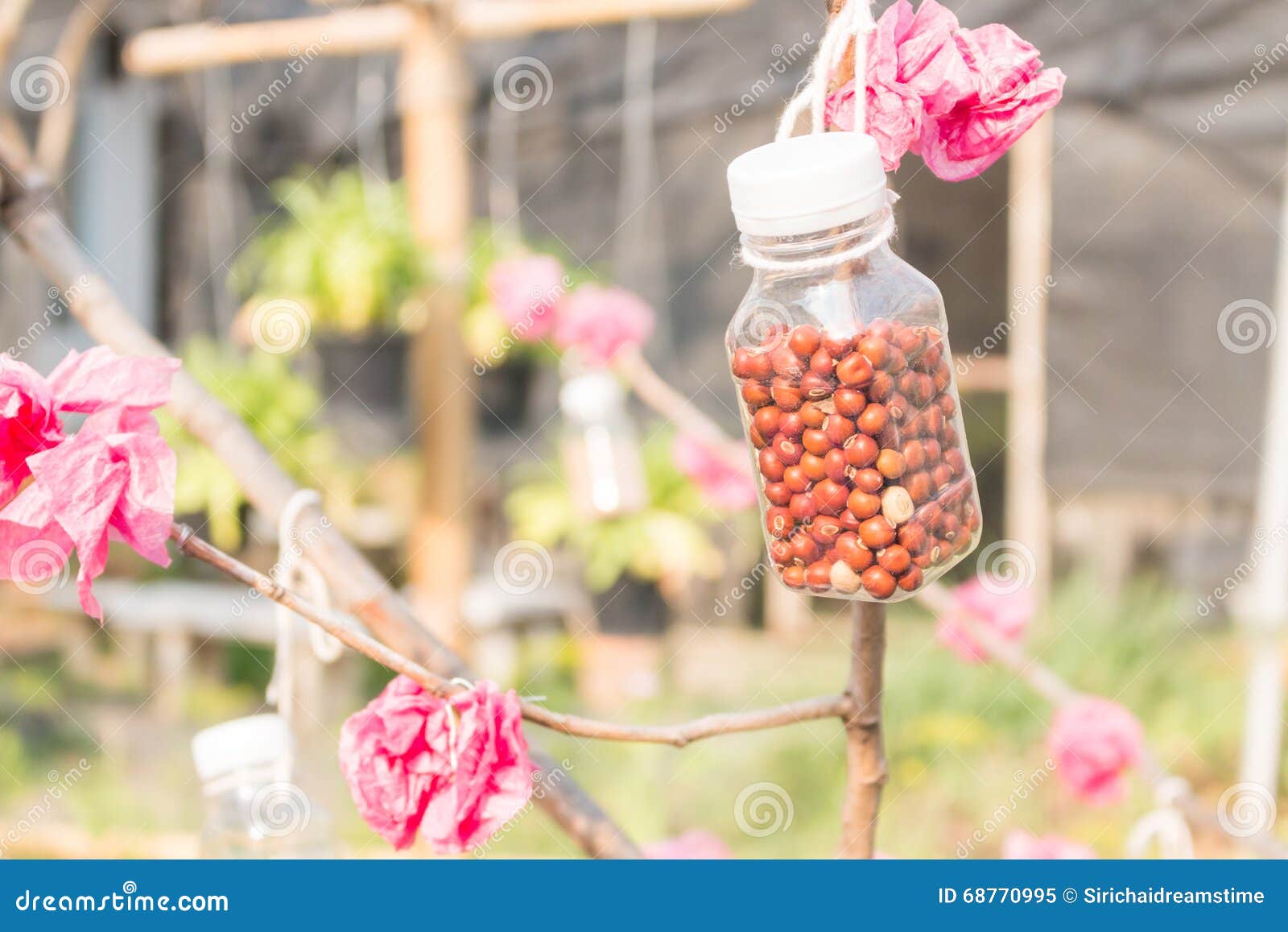 Seeds in Bottle Hanging on the Tree Stock Image - Image of vegan ...