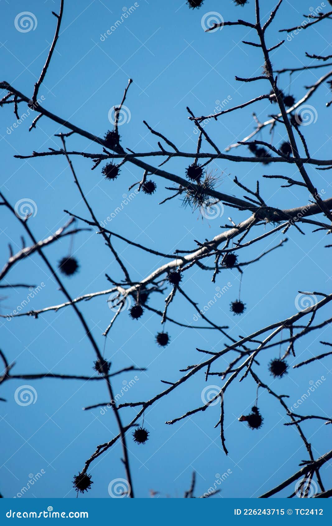 Tree branches in autumn stock image. Image of tree, flora - 226243715