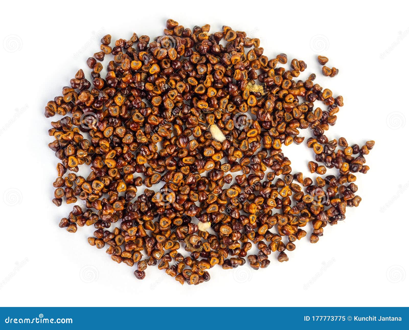 Seeds of cactus stock image. Image of closeup, grow - 177773775