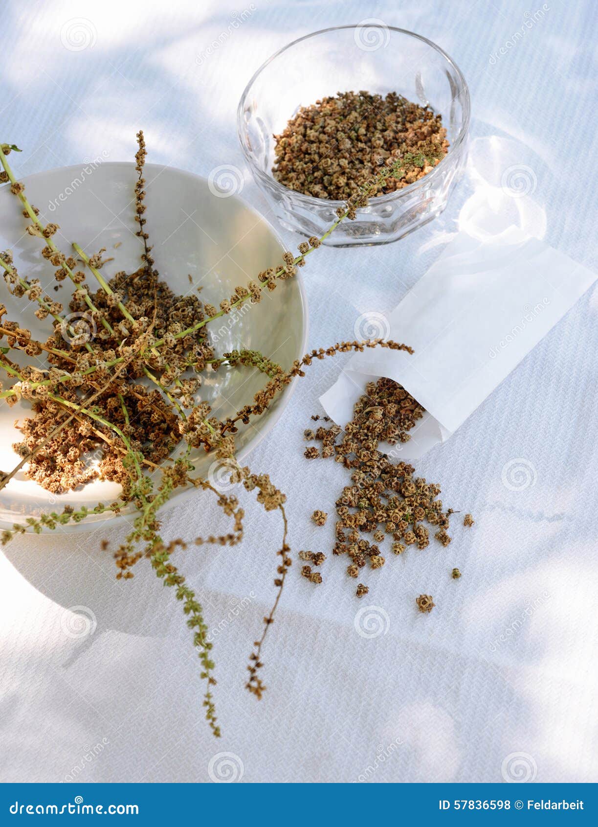 Seeds of chard stock photo. Image of sufficiency, heirloom - 57836598