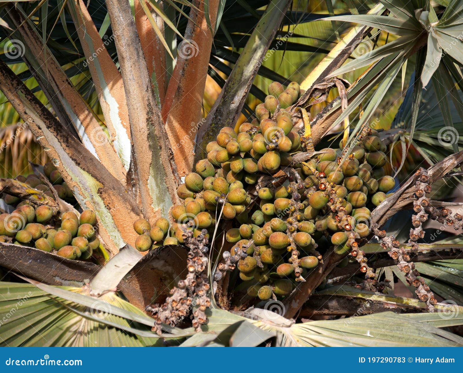 The Seeds of the Chinese Fan Palm Stock Image - Image of seeds, food ...