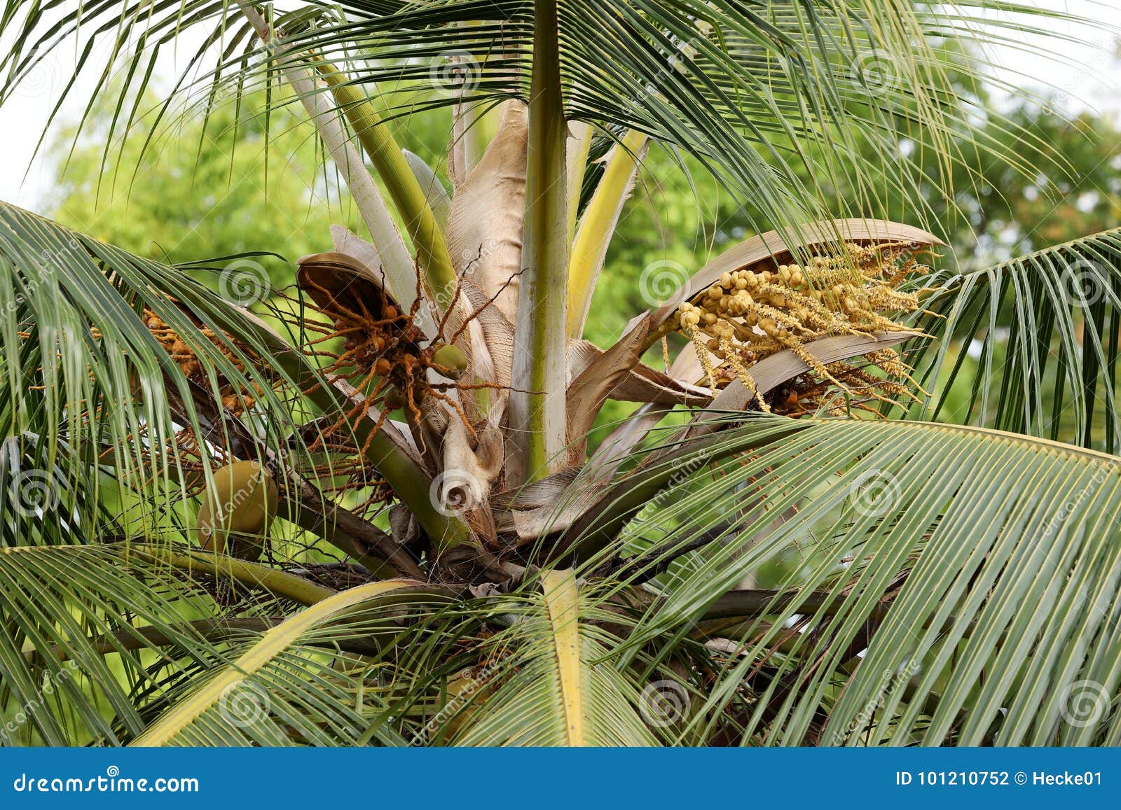 Seeds of a Coconut Palm Tree Stock Photo - Image of coconut, lanka ...