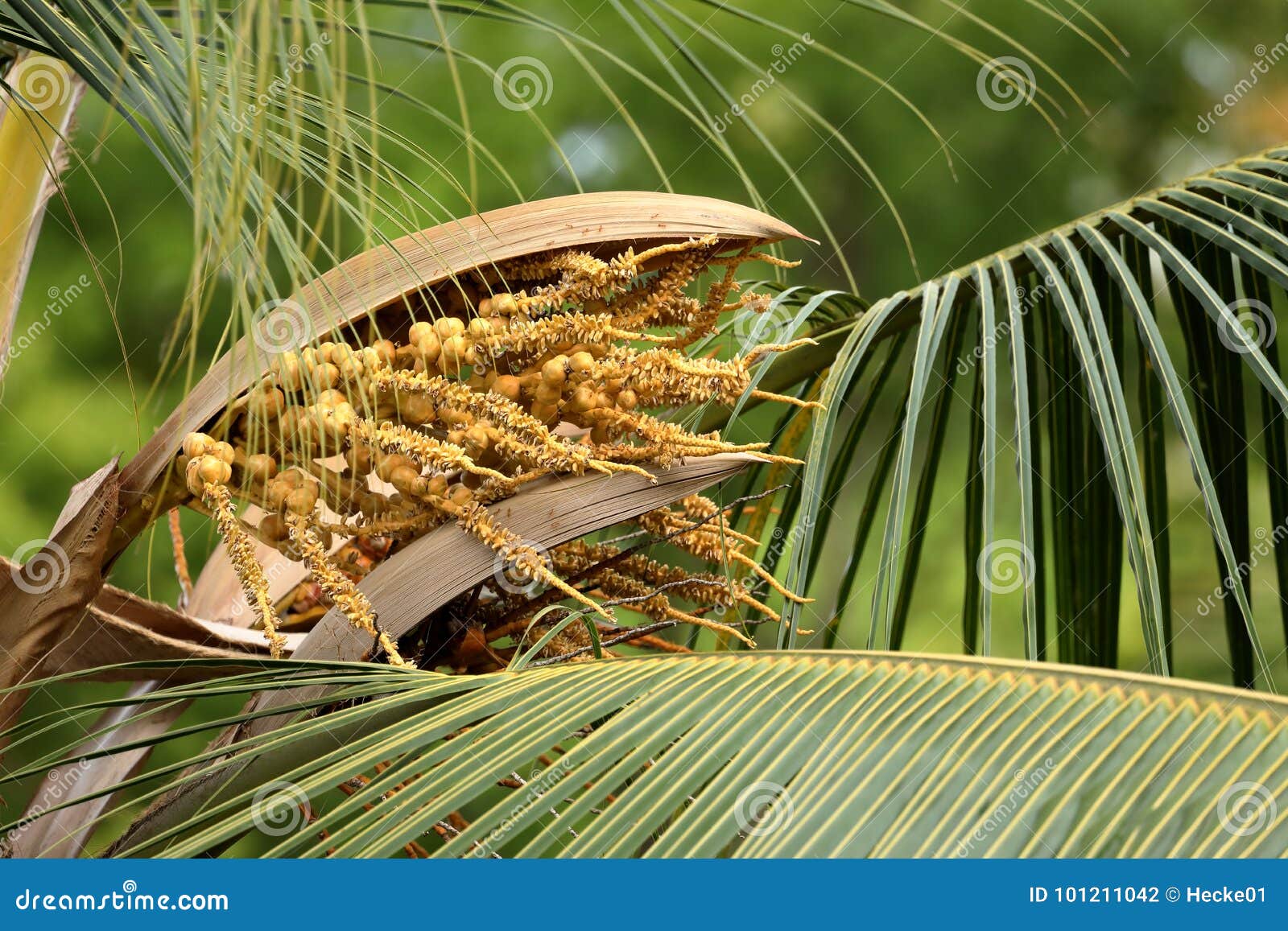 Seeds of a Coconut Palm Tree Stock Photo - Image of seeds, plant: 101211042