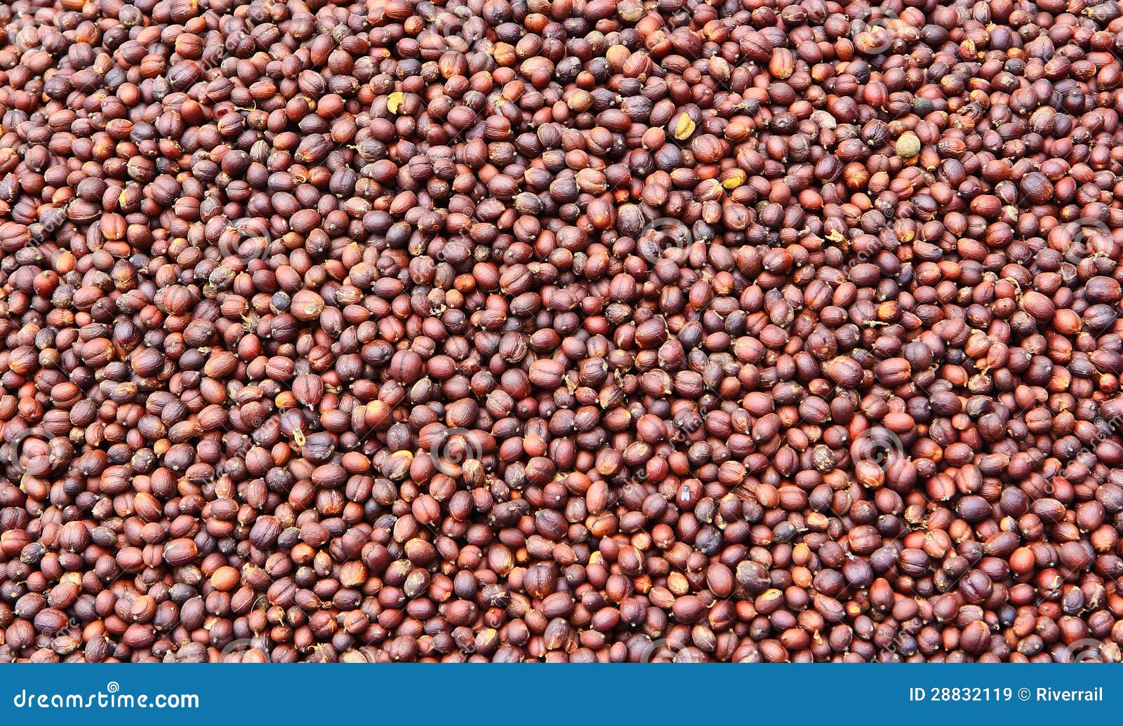 Seeds of the coffee plant stock image. Image of food - 28832119