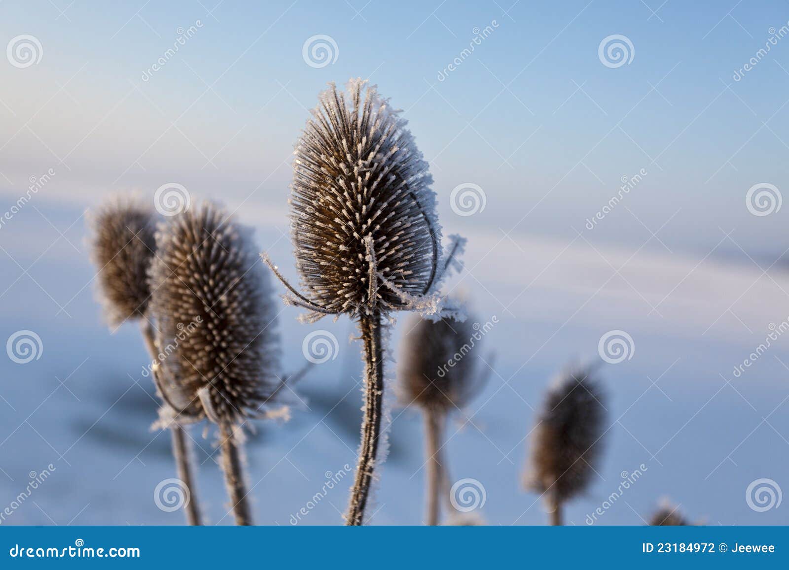 Seeds Covered with Snow Along a Frozen Lake Stock Photo - Image of ...
