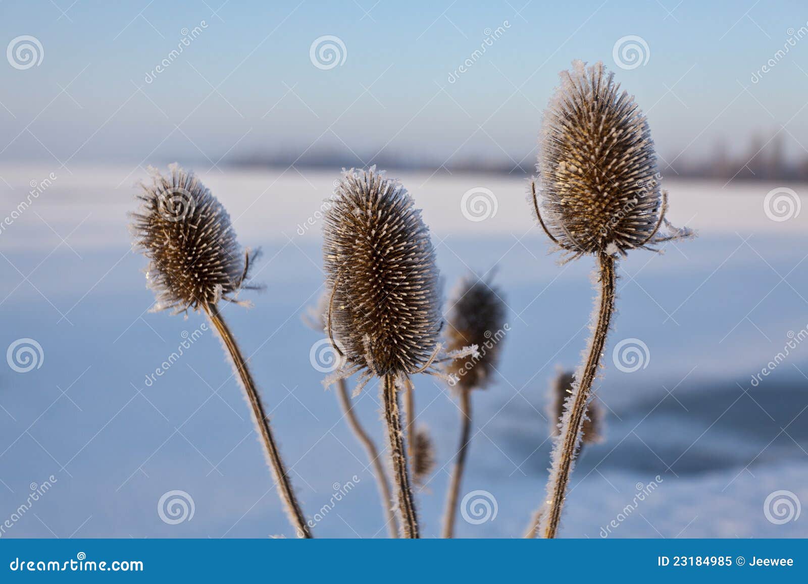 Seeds Covered with Snow Along a Frozen Lake Stock Image - Image of ...