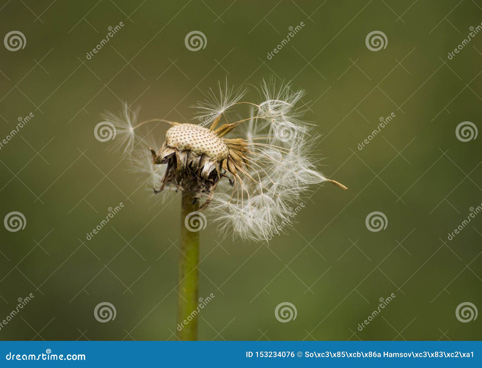 Seeds of dandelion flower stock photo. Image of blossom - 153234076