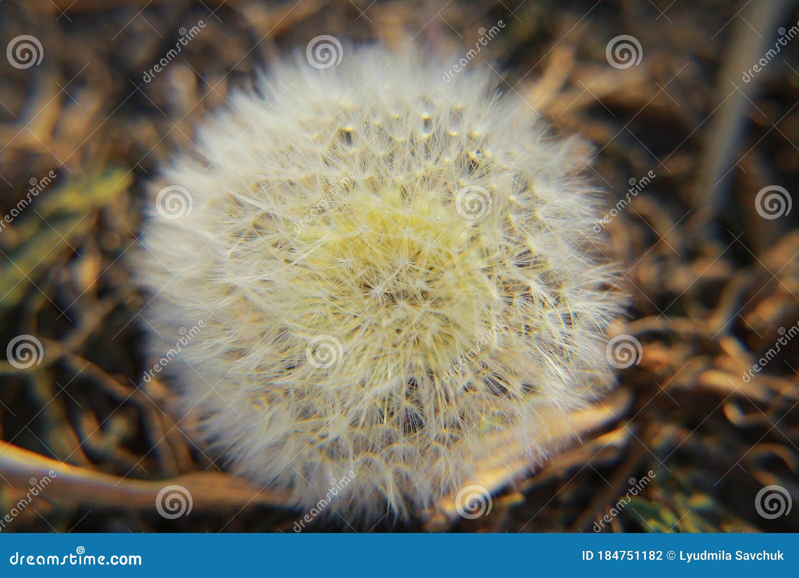 Seeds Dandelion and with a White Parachute Ready To Fly in the Wind ...