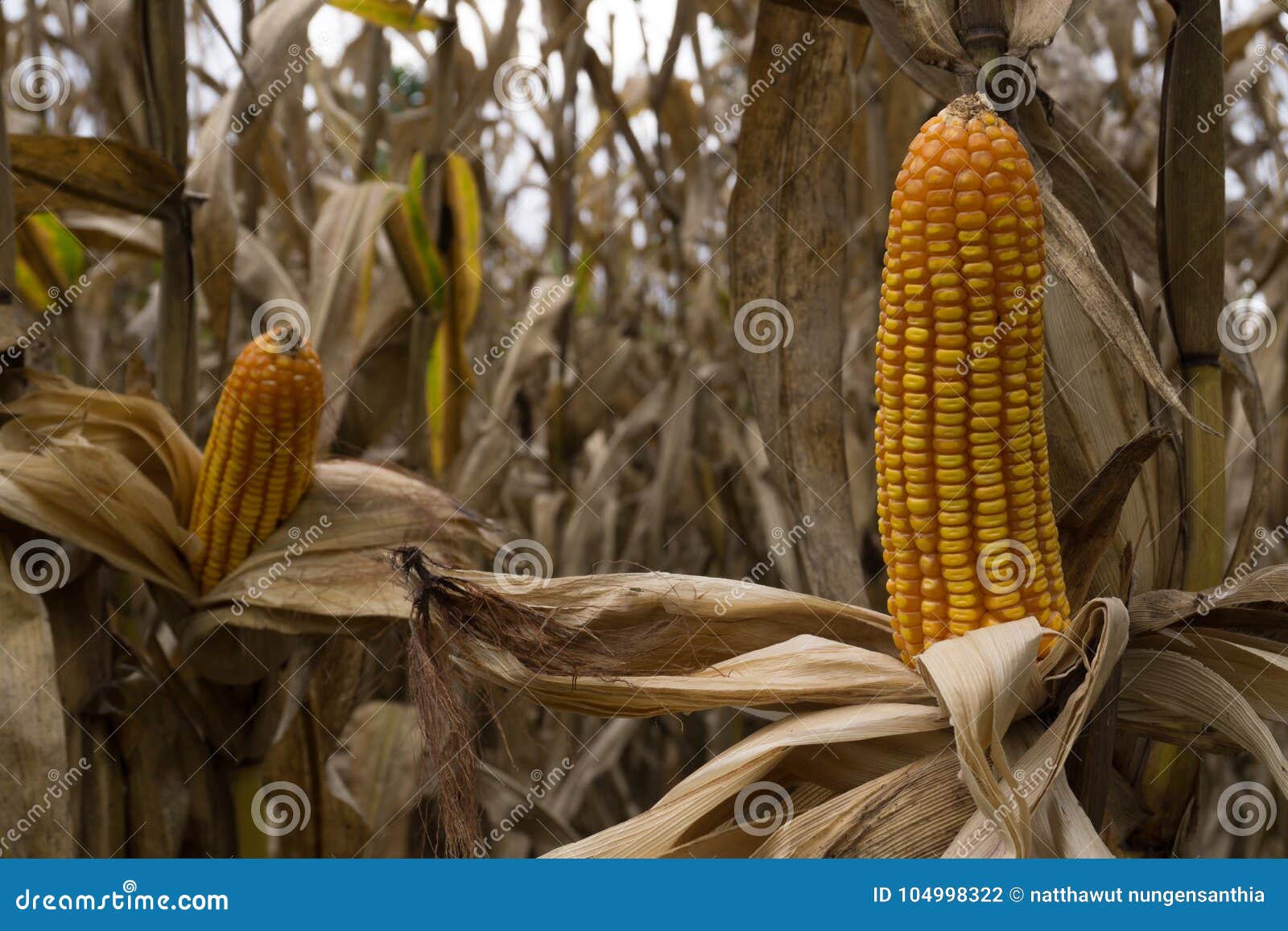 Seeds of Dried Corn on the Tree Stock Photo - Image of copy, health ...