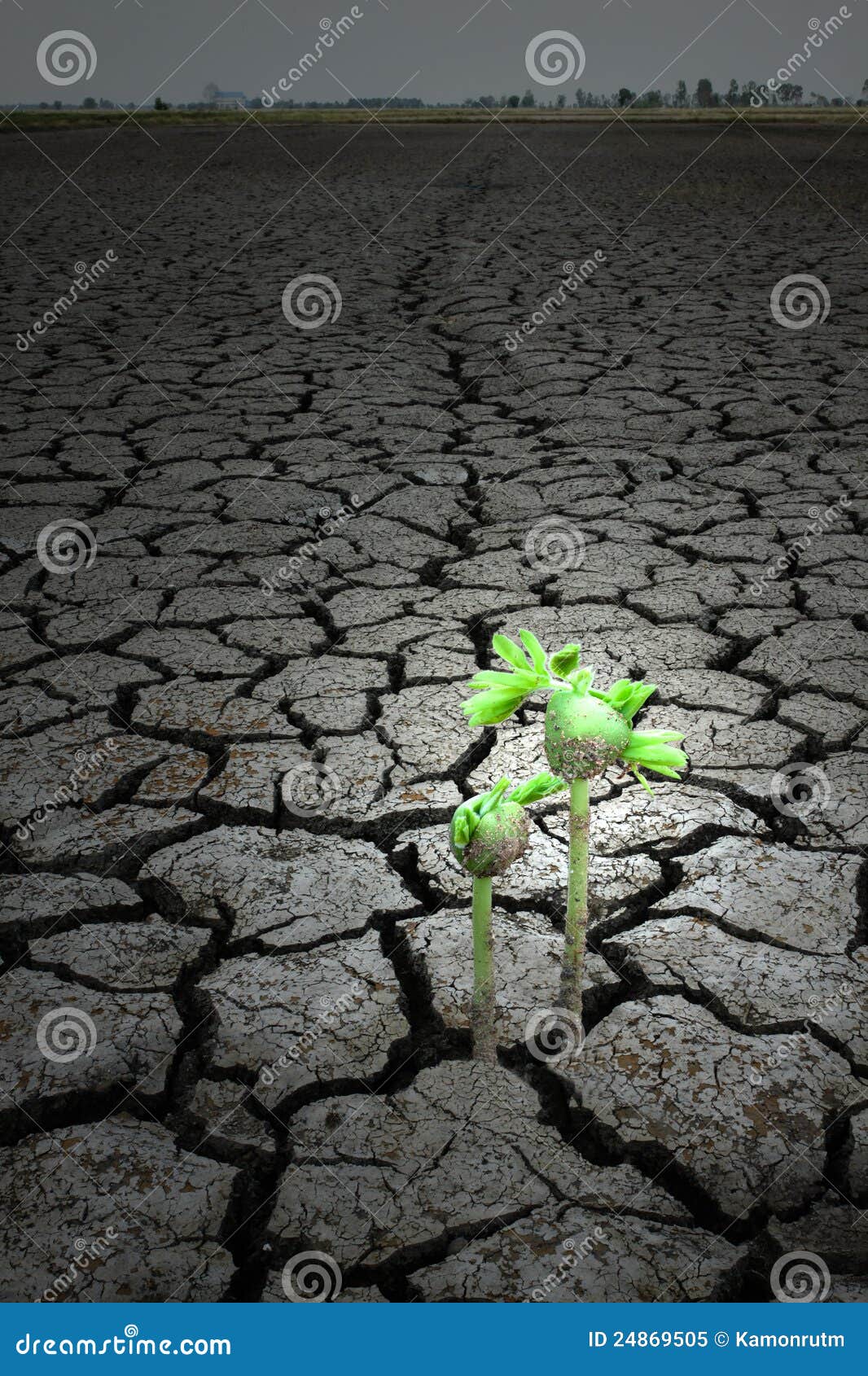 Among the Seeds Dry on Earth Concept Hope Stock Image - Image of life ...