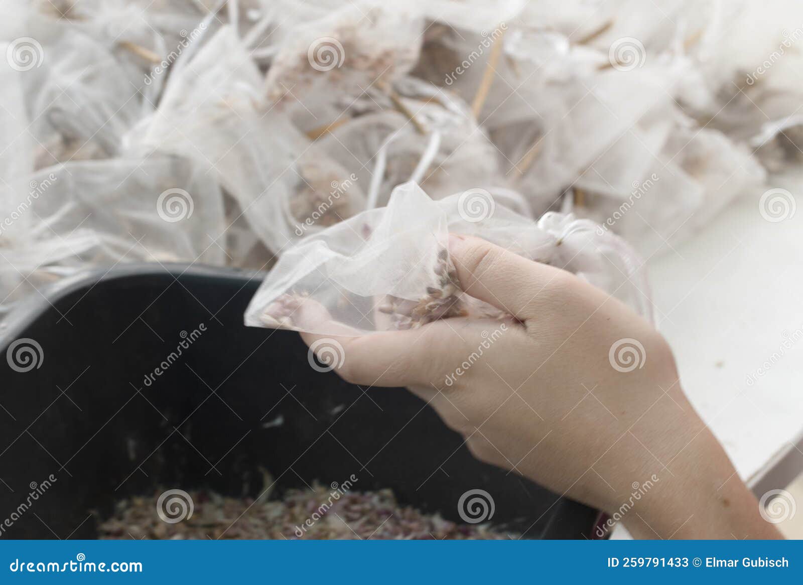 Seeds Protected by Outer Covering Stock Image - Image of seeds, botany ...
